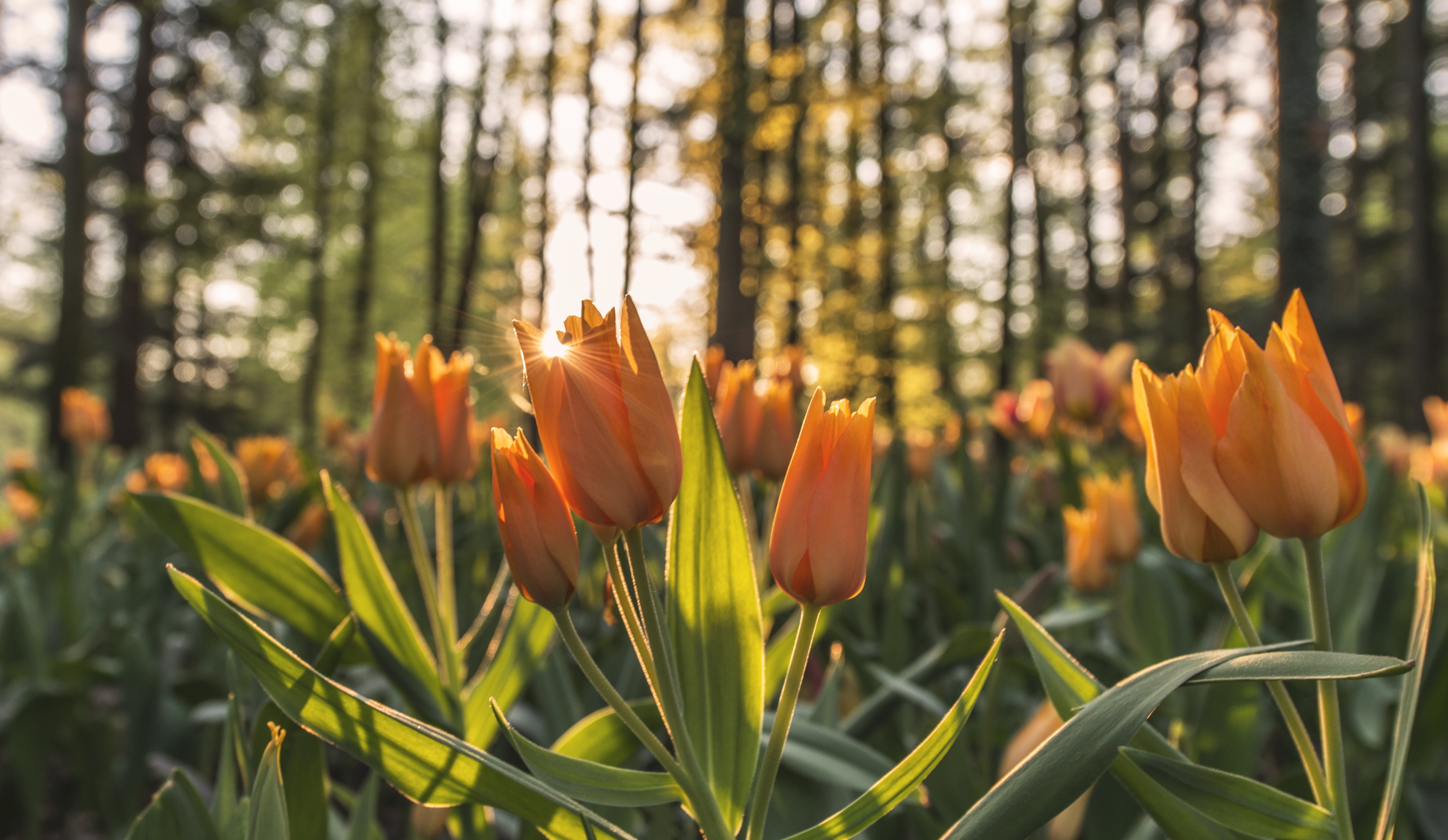 flower_shine – The Connecting Church